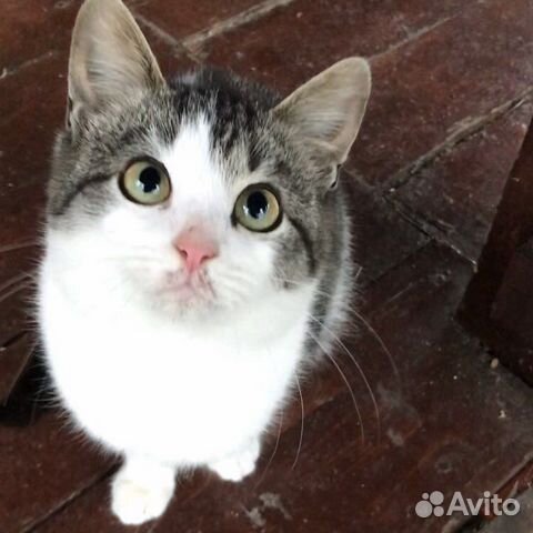 Котёнок Мишка ищет хозяев. Возраст 3-4 месяца