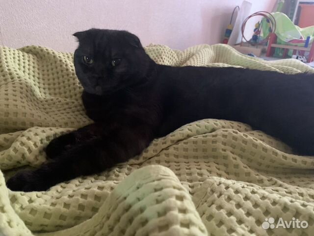 Кот на вязку вислоухий