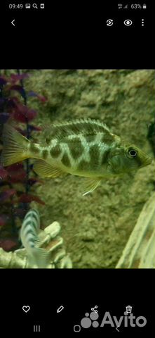 Рыбки цехлиды