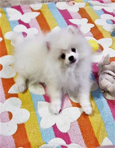 Шпиц Айс крем