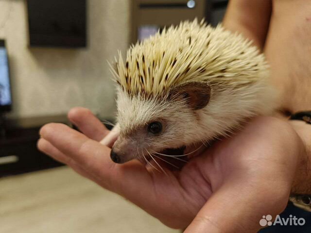 Африканский карликовый еж