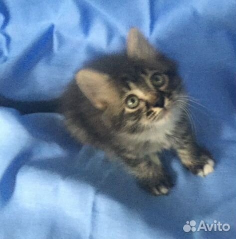 Котенок Данечка