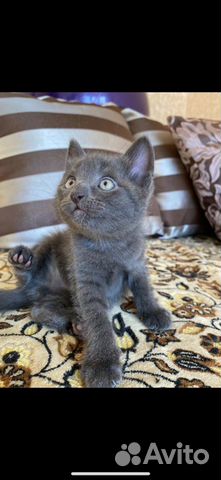 Котенок мальчик серый