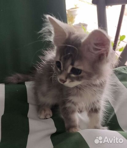 Прекрасный котёночек (мальчик)