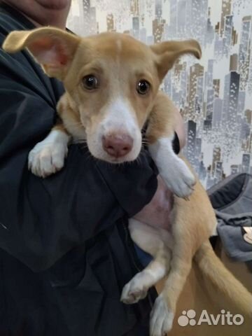 Найдена собака