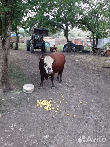 Бычок