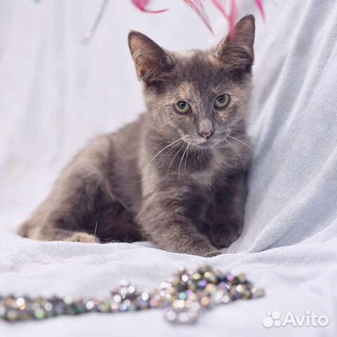 Лилово-персиковый котенок девочка в дар 2,5 мес