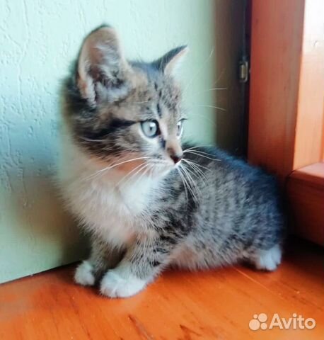 Котёночек умный, ласковый мальчик кот 2 мес