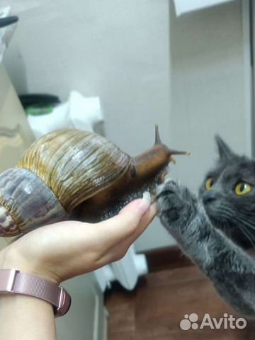 4 Гигантика в добрые руки. Улитки ахатина