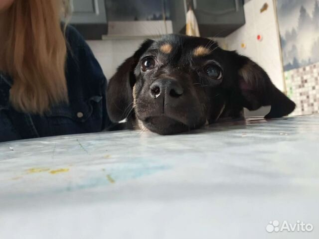 Метис таксы