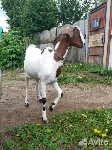 Коза дойная