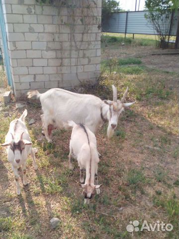 Коза дойная с козлятами