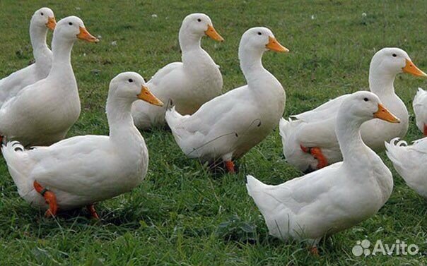 Утки на мясо