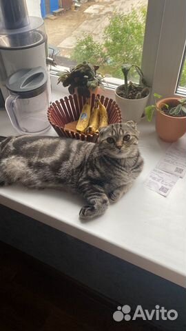 Шотландец вислоухий кот