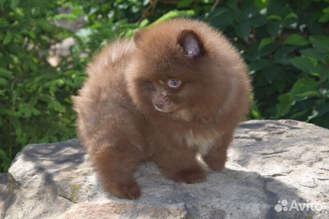 Кто ходит в гости по утрам