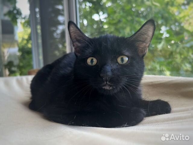 Котенок Фанни ищет дом