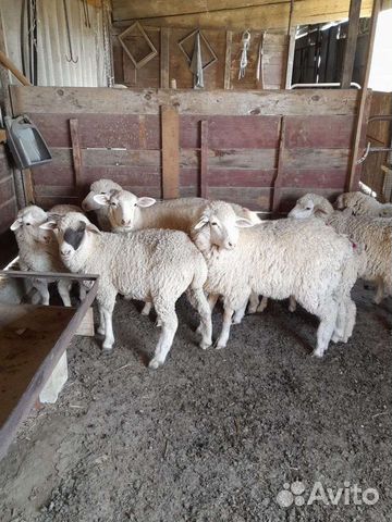 Ярки ягнята