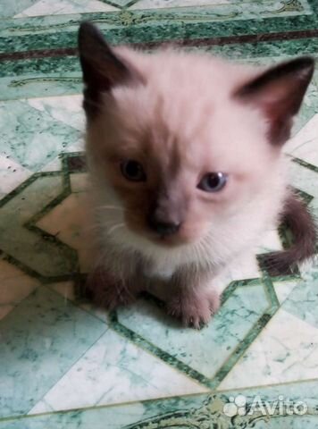 Кот, Потап