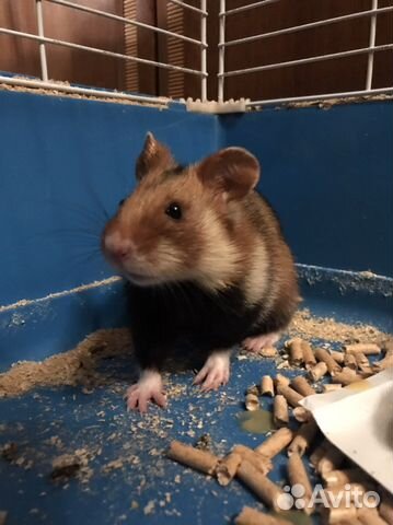 Комяк полевой (Карбыш)