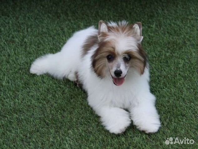 Китайская хохлатая пуховая девочка