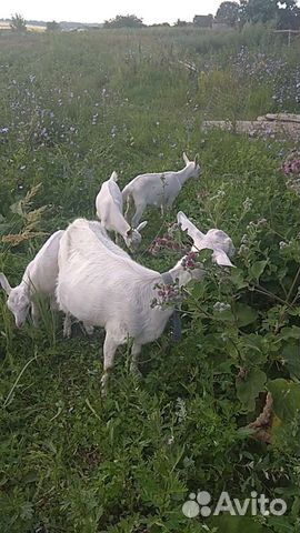 Козлик на племя