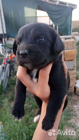 Щенки бесплатно в добрые руки