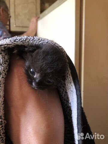 Отдам котёнка в добрые руки