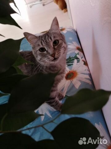 Стерилизованная, привитая Алиса ищет дом