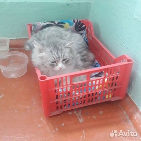 Кошка в подьезде бесплатно