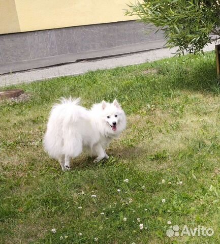 Японский шпиц