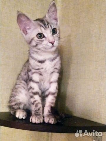 Бенгальская кошка бесплатно