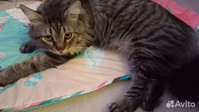Котик Сибирский 2 года