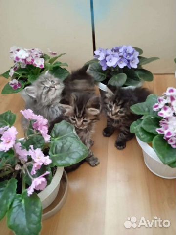 Котята в добрые руки