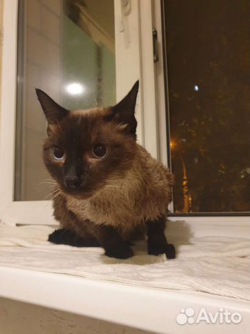 Найден кот сиамский