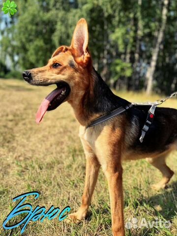 Прекрасный пес ищет своих хозяев