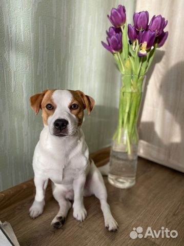 Капитан Флинт ищет невесту на первую случку