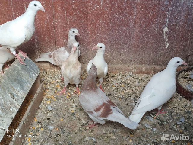 Продажа голубей
