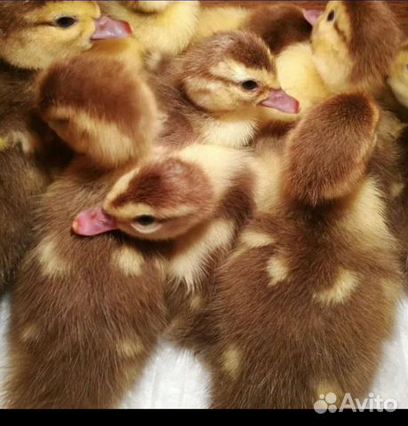 Продаются индоутята