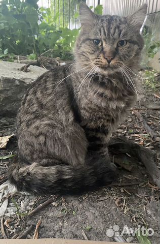 Коты в добрые руки