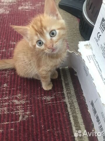 Котята в добрые руки бесплатно