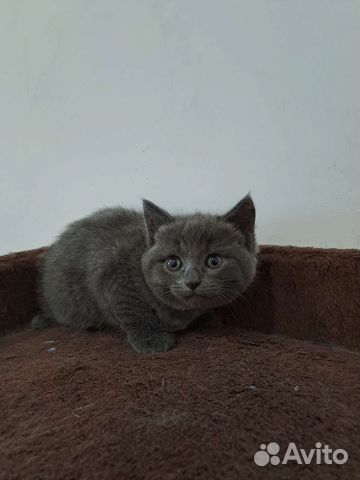 Кошка британка