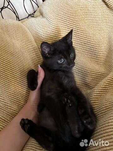 Отдам котенка в добрые руки черный котенок