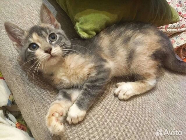 Кошка - Ванилька