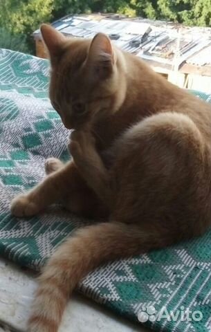 Ищем дом котятам