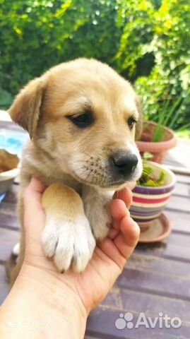 Щенок метис 2 месяца Степа бесплатно