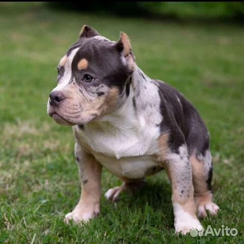 Американский Булли Девочка по имени Ромашка