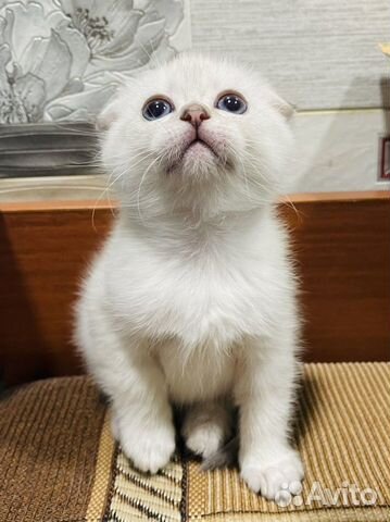 Шотландский вислоухий котенок