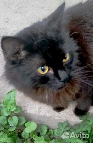 Кошечку выбросили на улицу в сумке