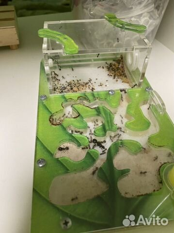 Муравьиная ферма с муравьями в добрые руки