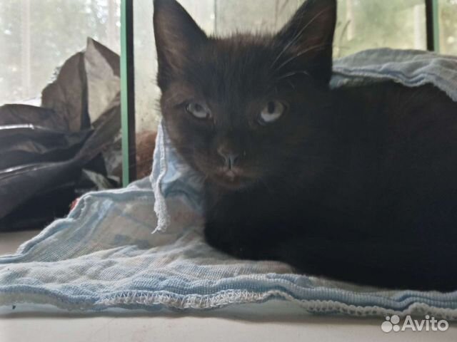 Черный котенок в добрые руки